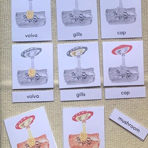 Anatomy of a Mushroom, 3 Part Cards, Montessori - Etsy Canada