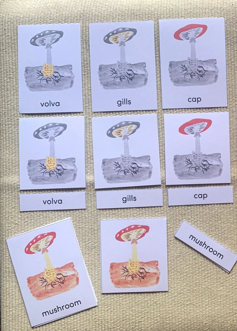 Anatomy of a Mushroom, 3 Part Cards, Montessori - Etsy