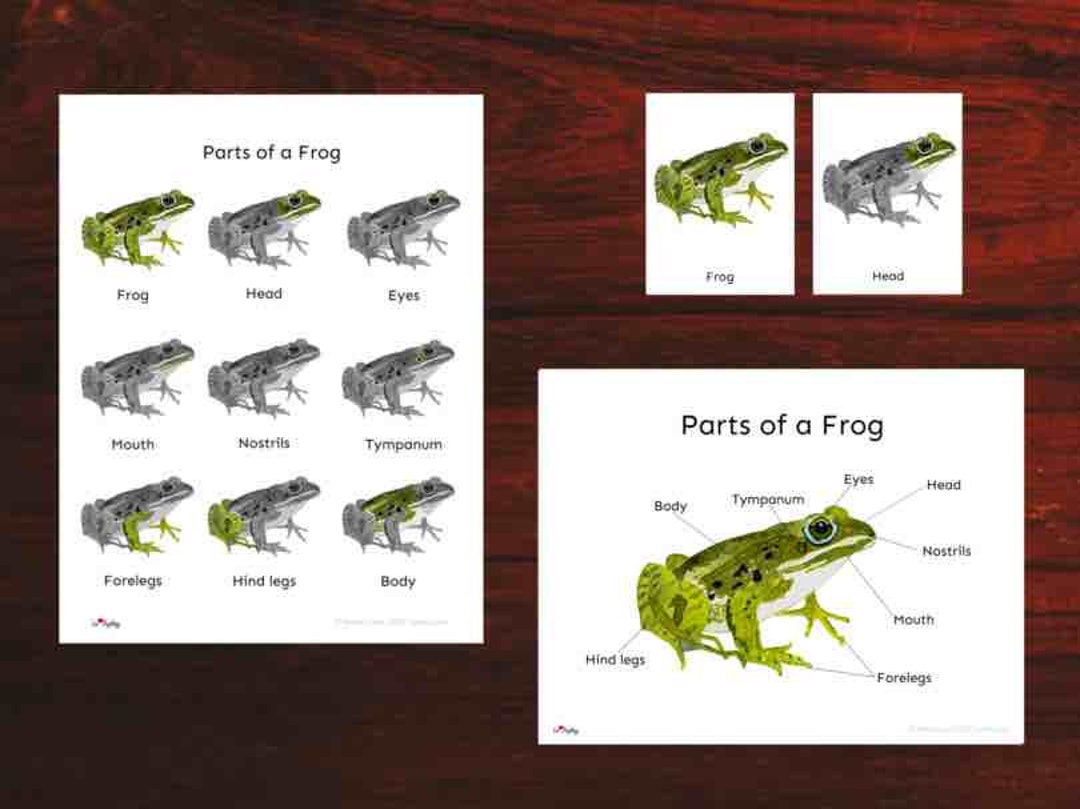 Parts of a Frog English, 3 Part Cards, Montessori, Homeschool - Etsy