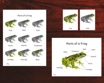 Parts of a Frog Nomenclature 3-part Cards Montessori Zoology Printable ...