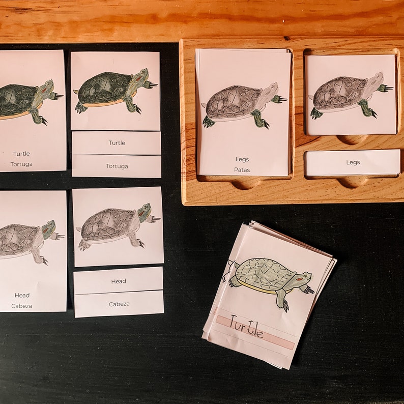 Parts of a Turtle Bilingual, English and Spanish , 3 Part Cards ...
