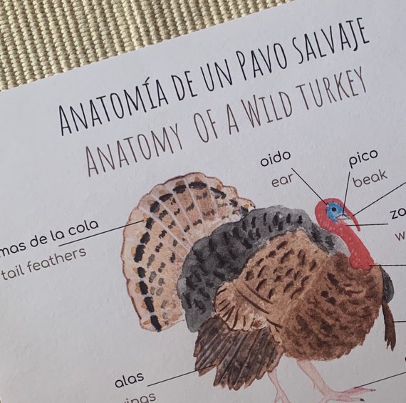 Turkey Anatomy Diagram