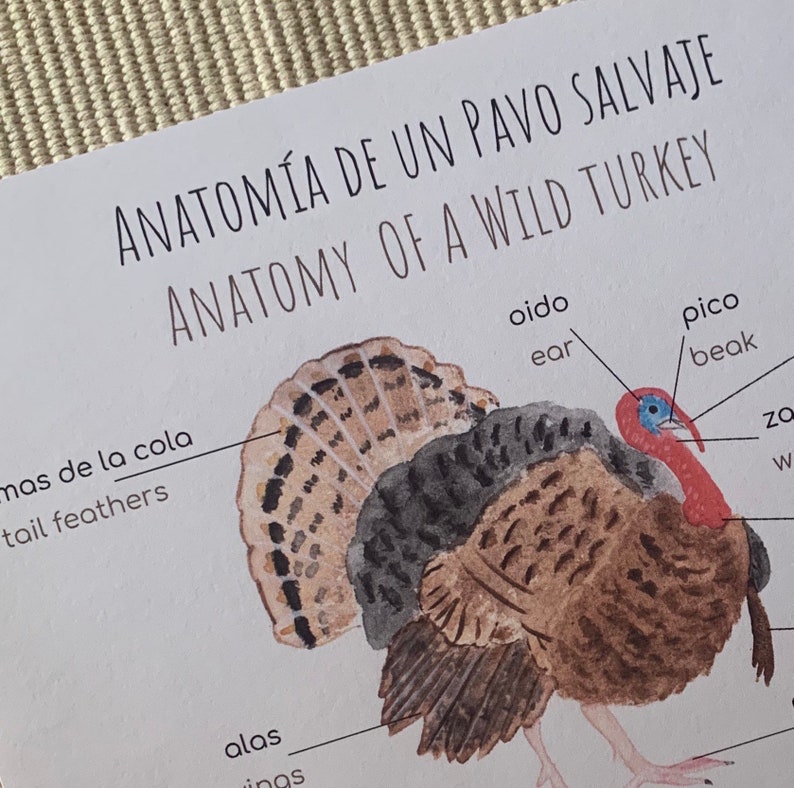 Bilingual Anatomy of a Wild Turkey, Spanish, English, Montessori ...