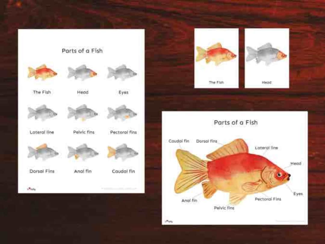 Parts of a Fish English, 3 Part Cards, Montessori, Homeschool - Etsy