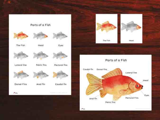 Parts of a Fish English, 3 Part Cards, Montessori, Homeschool - Etsy