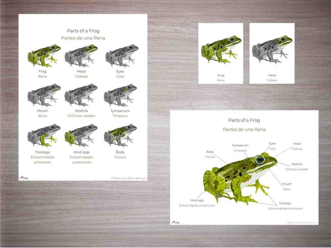 Parts of a Frog Bilingual, English and Spanish, 3 Part Cards ...