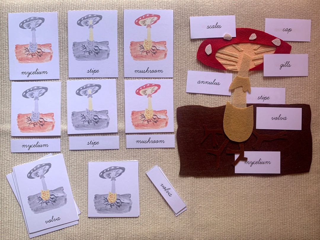 Anatomy of a Mushroom, 3 Part Cards, Montessori - Etsy