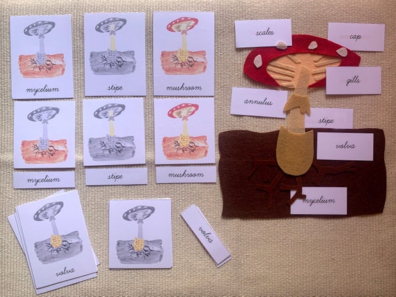 Anatomy of a Mushroom 3 Part Cards Montessori | Etsy