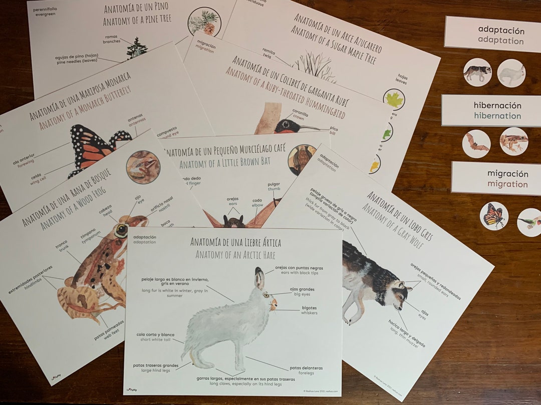 Bilingual Winter Bundle, Spanish, English, Montessori, Homeschool ...