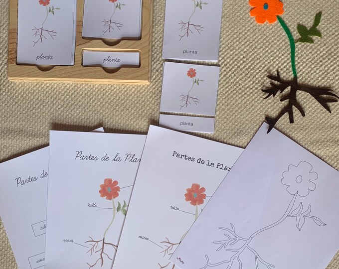 Parts of a Plant Nomenclature 3-part Cards & Blackline Master ...