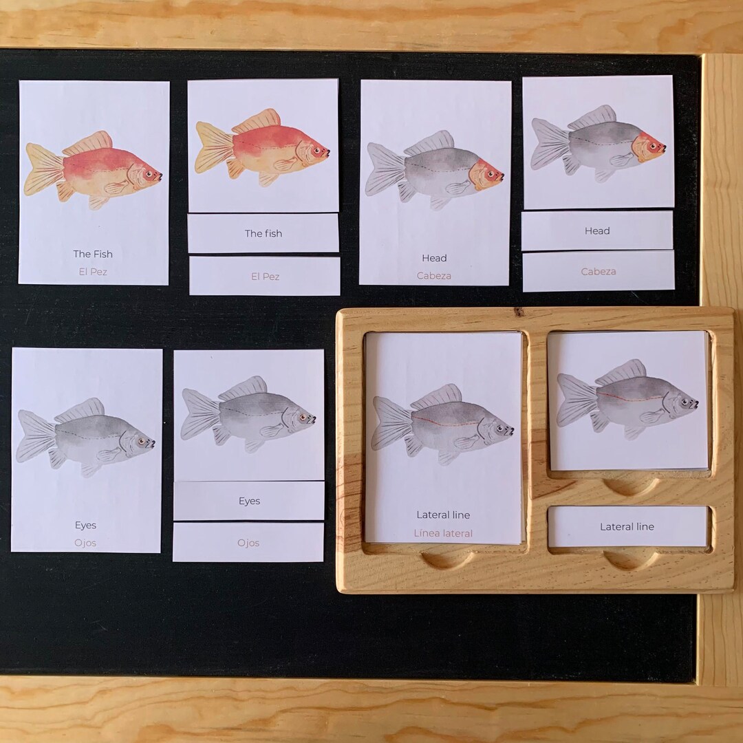Parts of a Fish Bilingual, English and Spanish , 3 Part Cards ...
