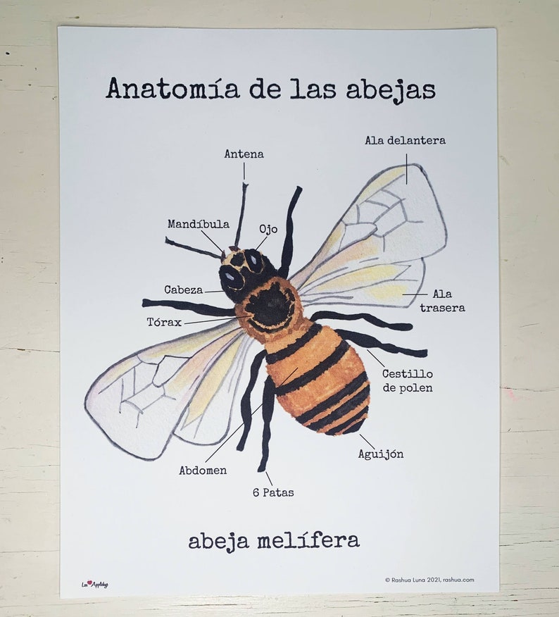 Spanish Anatomy of a Honey Bee, Montessori, Homeschool Printables, Bees ...