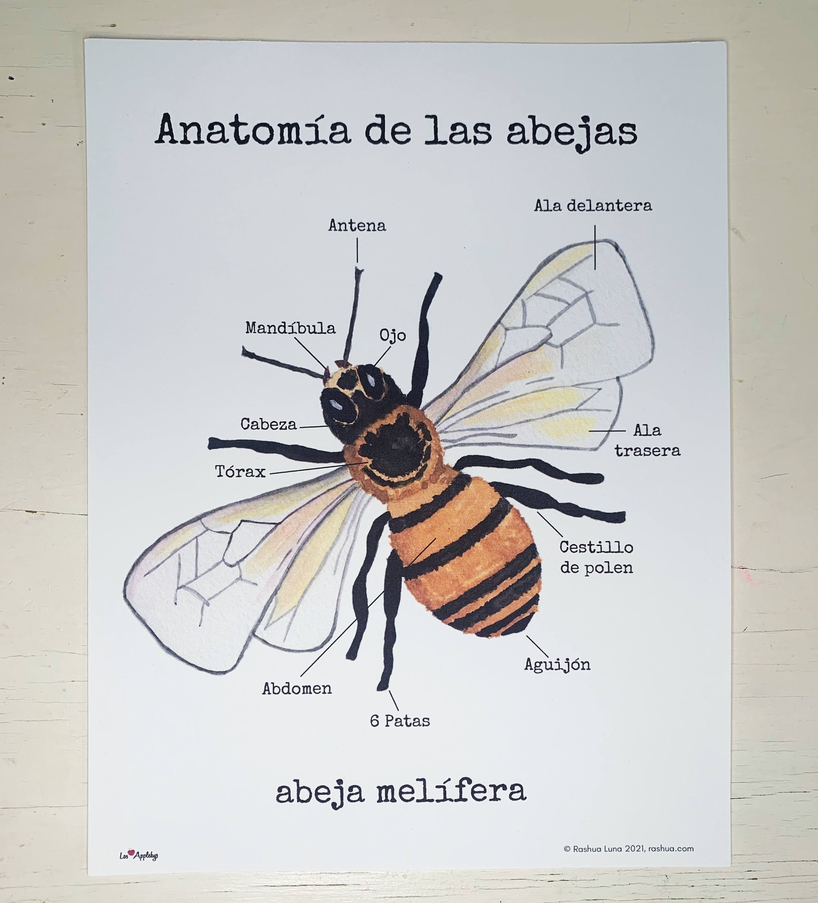 Spanish Anatomy of a Honey Bee, Montessori, Homeschool Printables, Bees ...