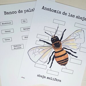 Spanish Anatomy of a Honey Bee, Montessori, Homeschool Printables, Bees ...