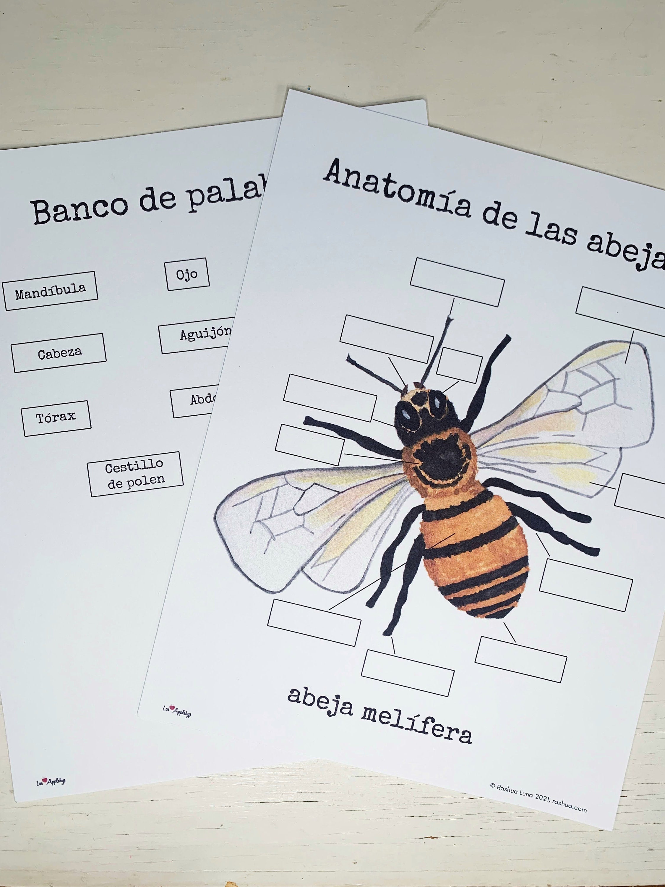Spanish Anatomy of a Honey Bee, Montessori, Homeschool Printables, Bees ...