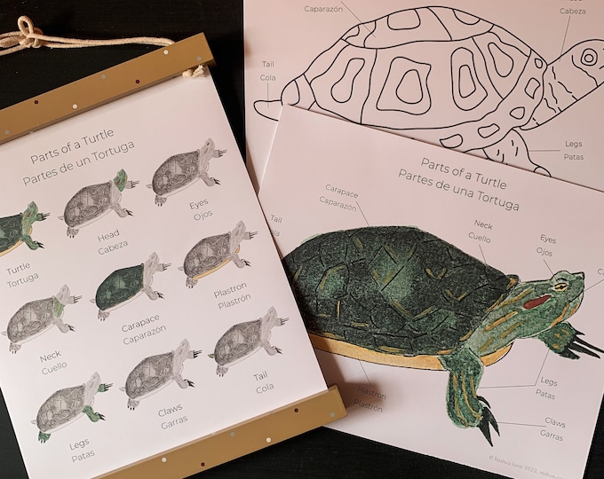 Parts of a Turtle Nomenclature 3-part Cards - Montessori Zoology ...