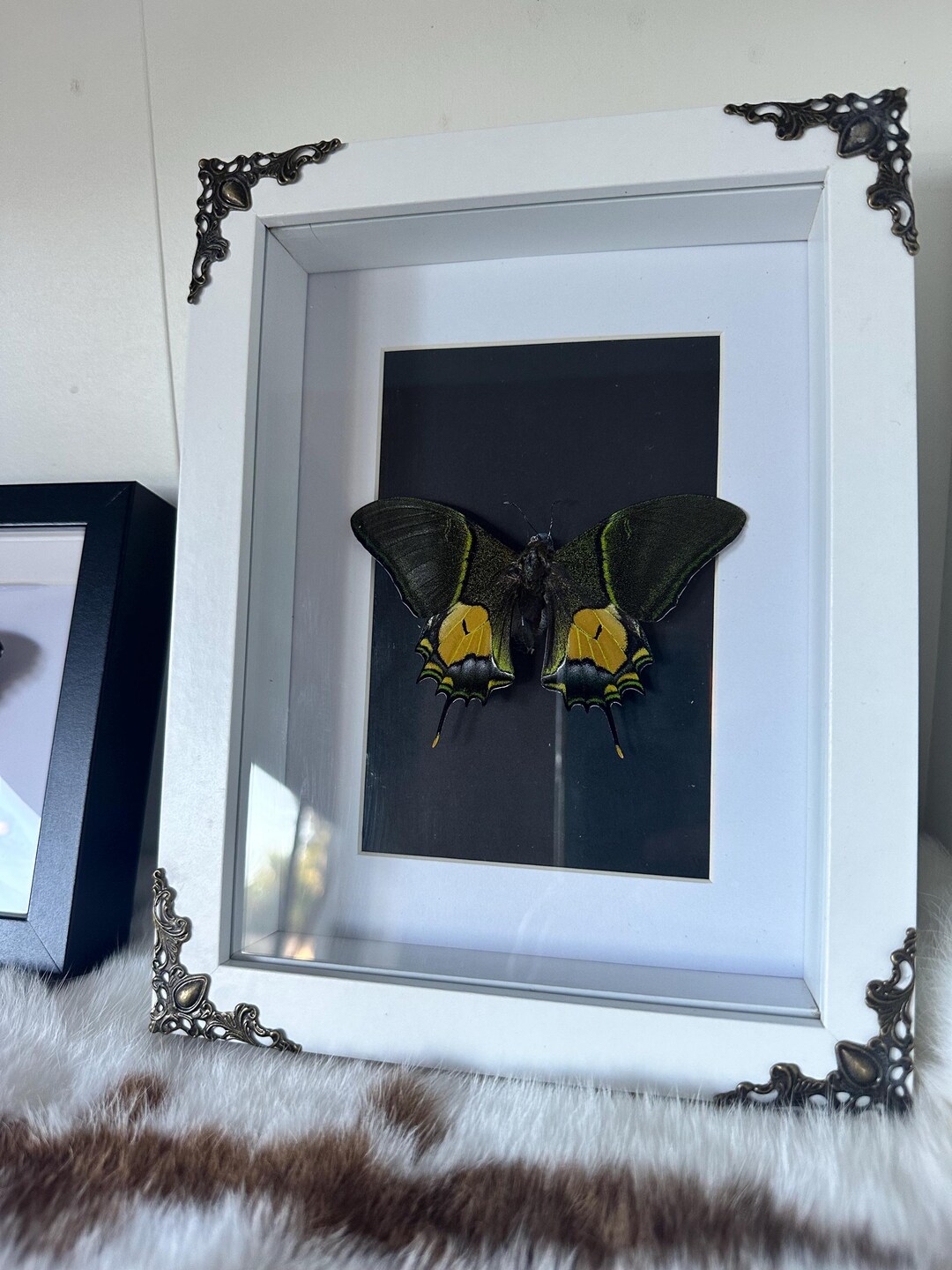 RARE Kaiser-i-hind Swallowtail Butterfly Framed - Etsy