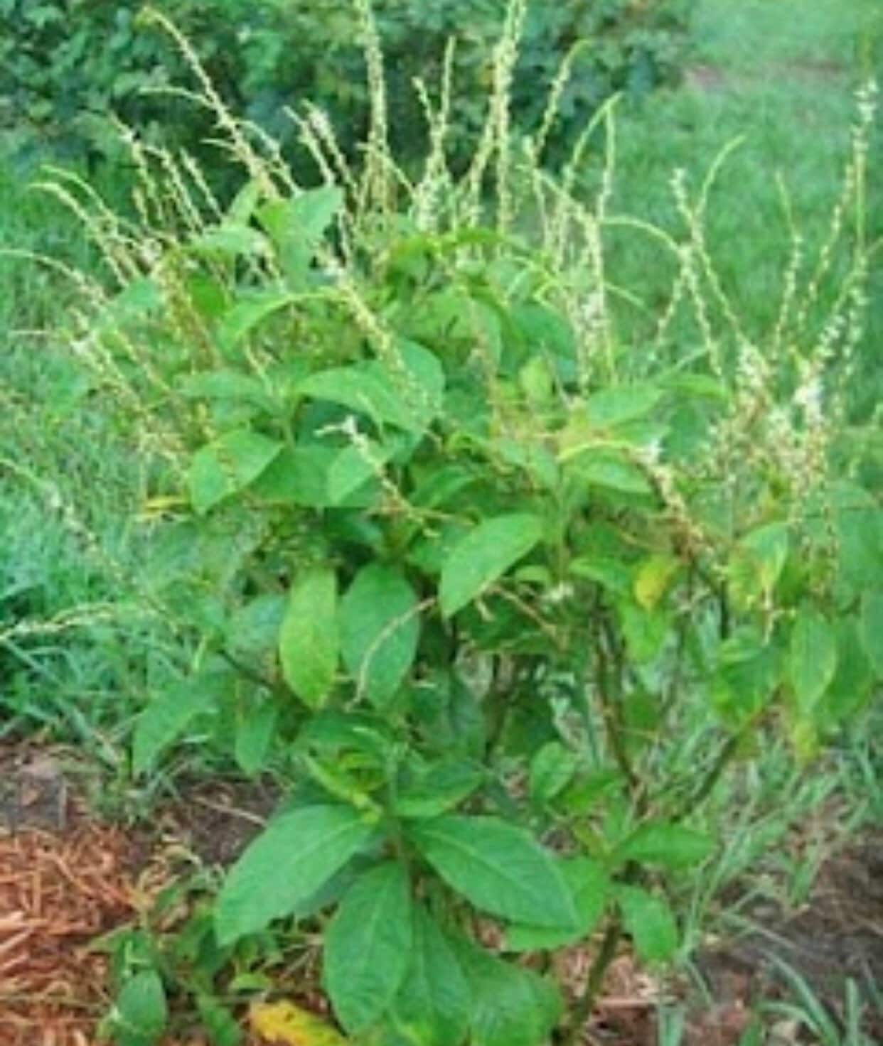 Guinea Hen Weed (petivera Alliacea) - Etsy
