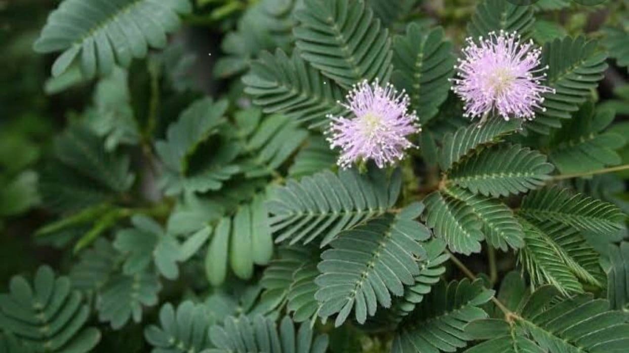 Aphro Combo Package 8 Herbs 1 Lbs Net Weight Capadulla Bark, Ramoon ...