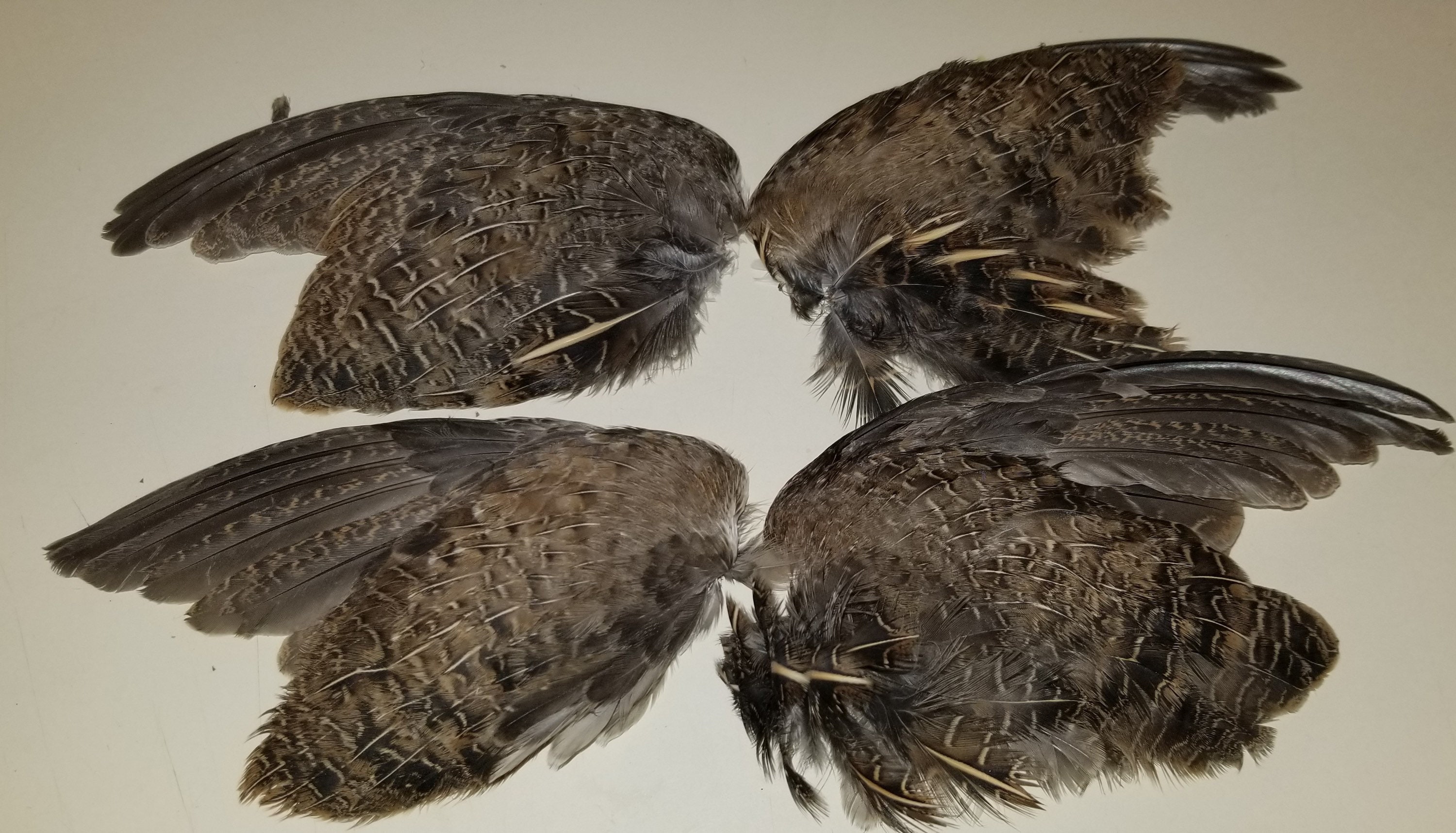 Dried Coturnix Quail Wings, 2 Pairs - Etsy