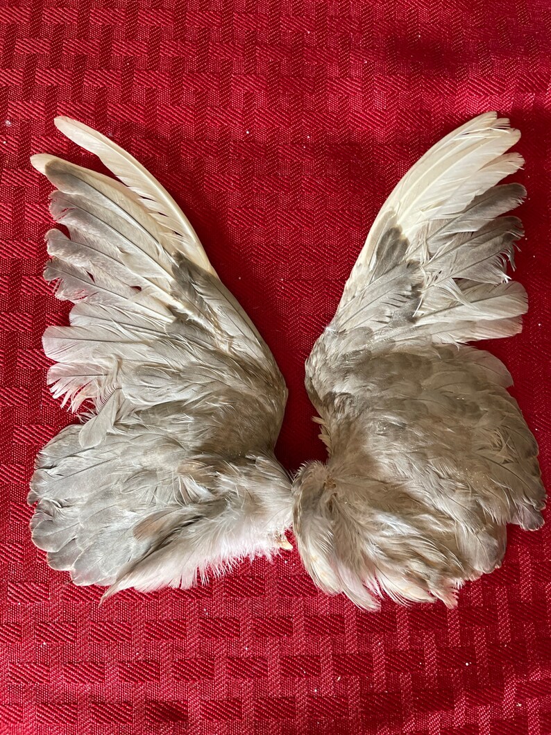 Dried Coturnix Quail Wings, 2 Pairs - Etsy