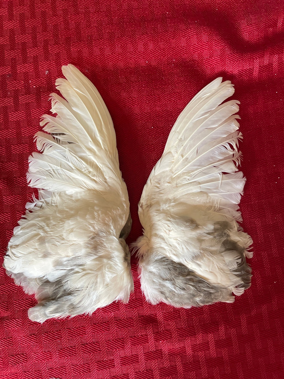 Dried Coturnix Quail Wings, 2 Pairs - Etsy
