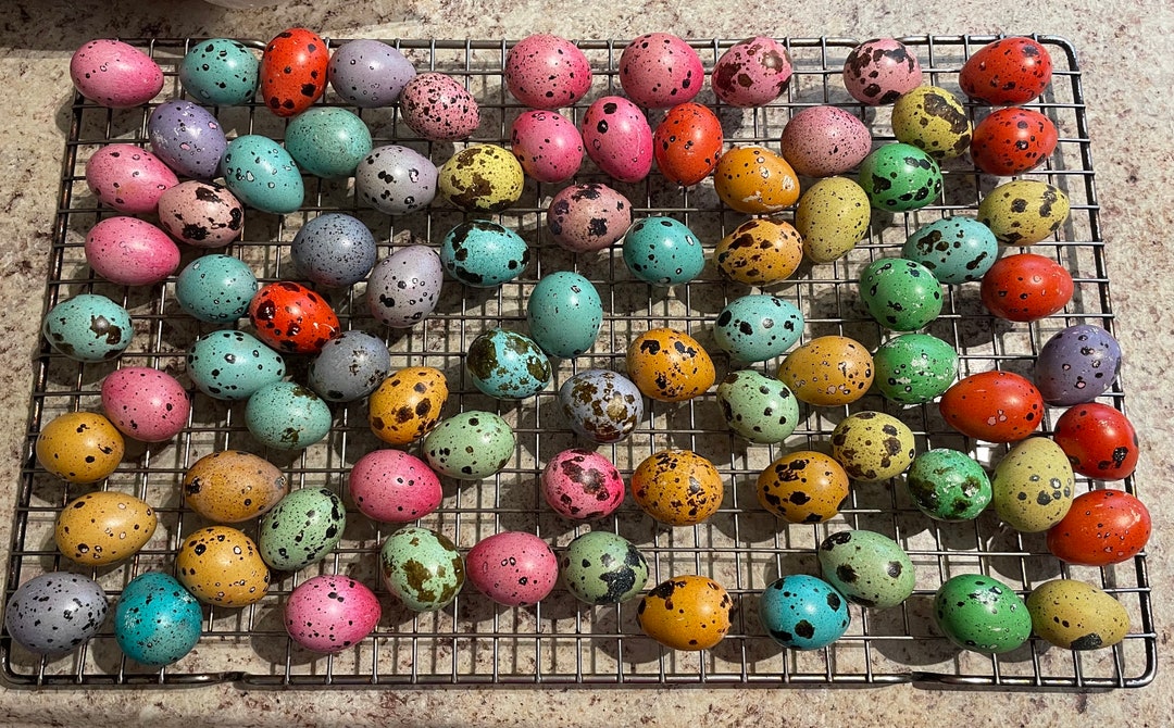 Colored Blown Quail Eggshell Collections, 12 Pack - Etsy