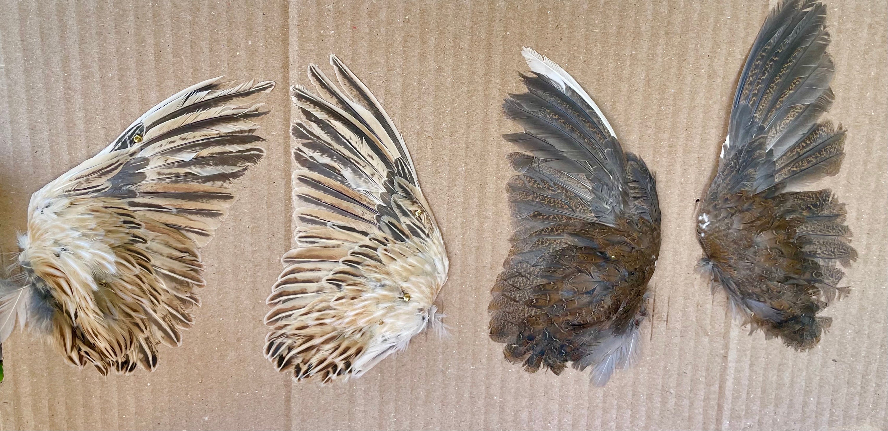 Dried Coturnix Quail Wings, 2 Pairs - Etsy