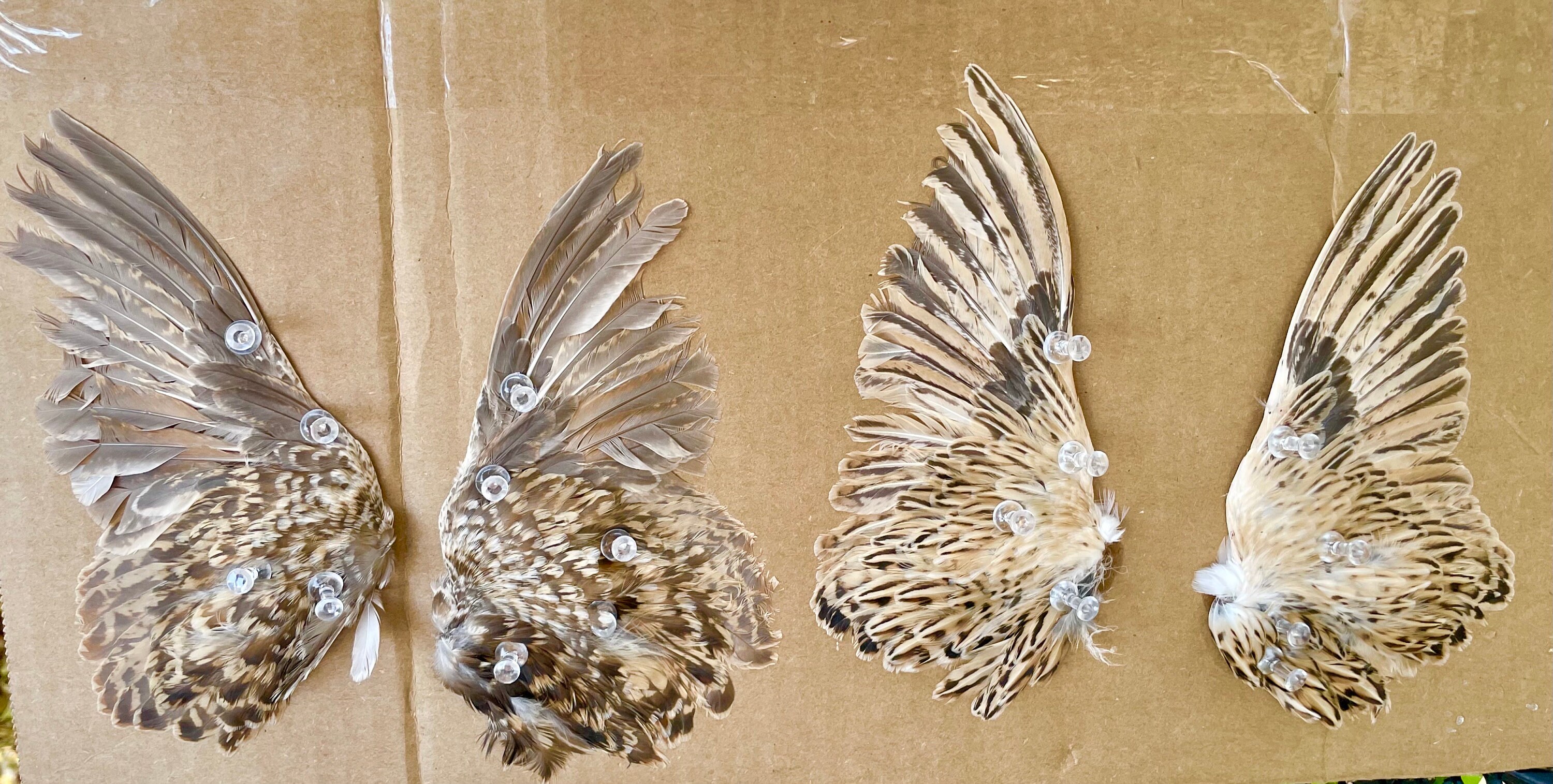 Dried Coturnix Quail Wings, 2 Pairs - Etsy