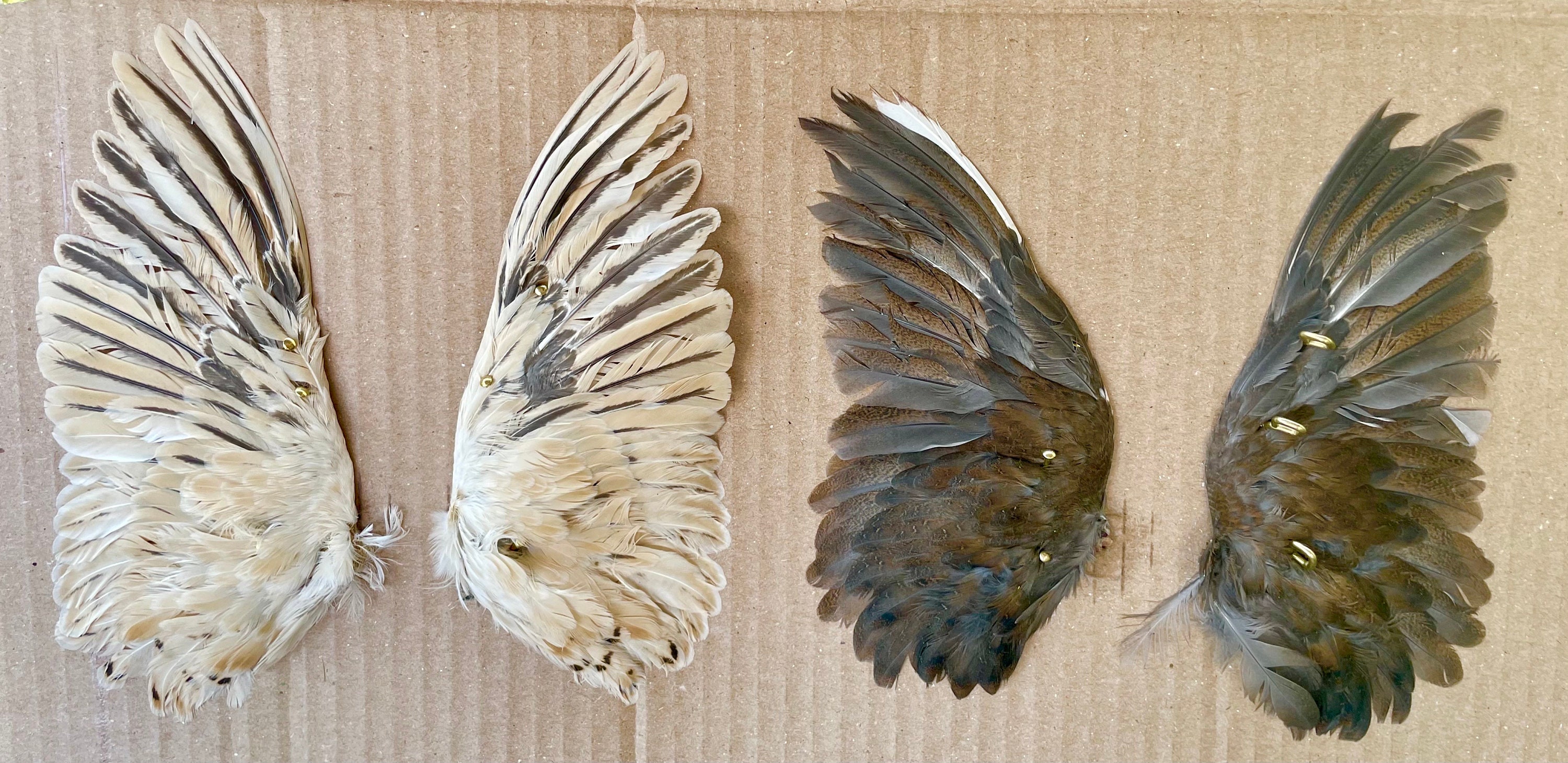 Dried Coturnix Quail Wings, 2 Pairs - Etsy