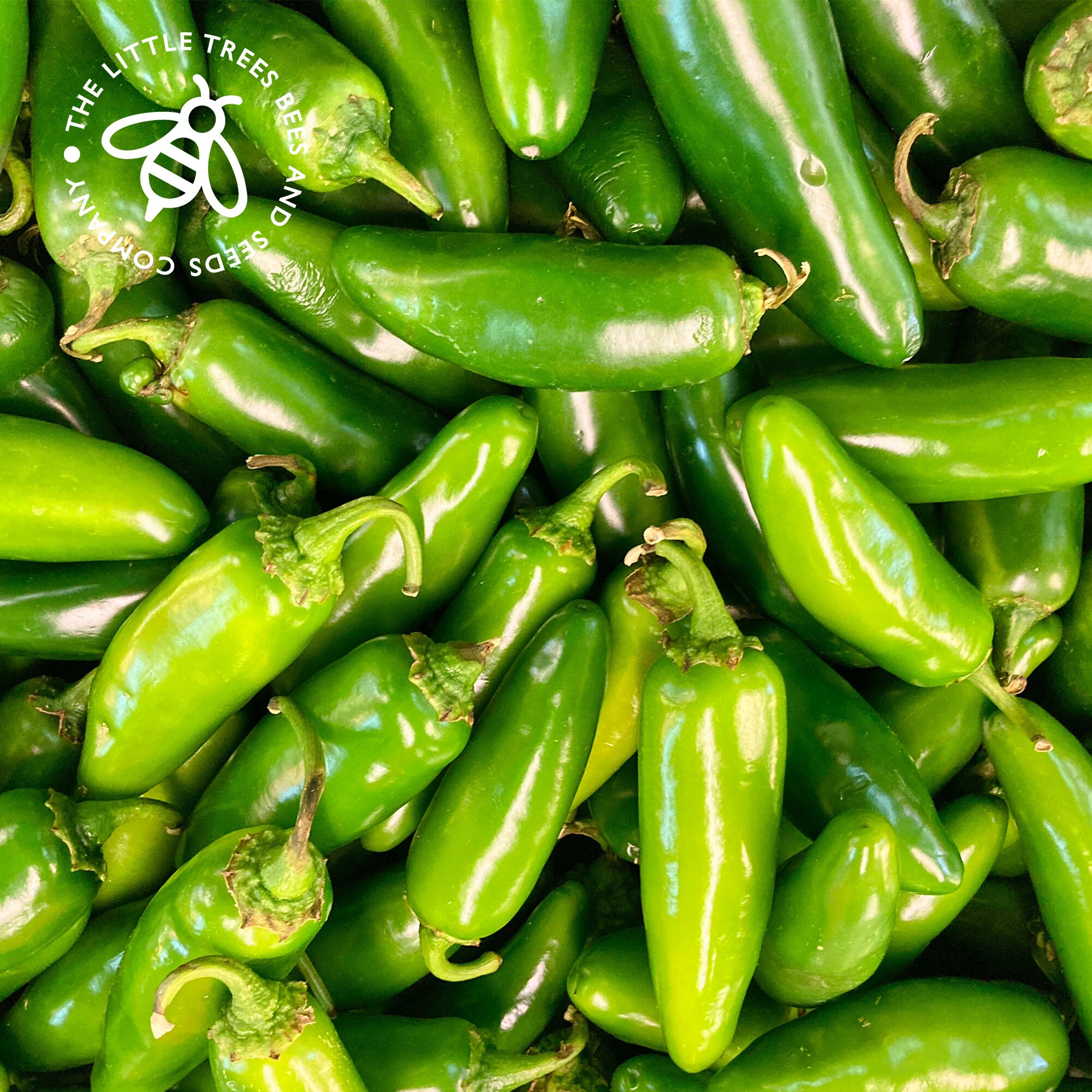 Heirloom Chilli Pepper Seed Kit: 8 Hot & Spicy Chilli Seed - Etsy UK