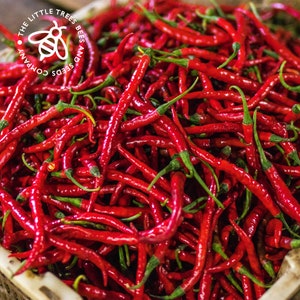 Heirloom Chilli Pepper Seed Kit: 8 Hot & Spicy Chilli Seed Varieties ...