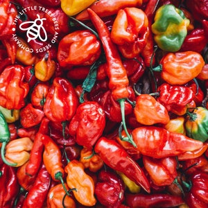 Heirloom Chilli Pepper Seed Kit: 8 Hot & Spicy Chilli Seed Varieties ...