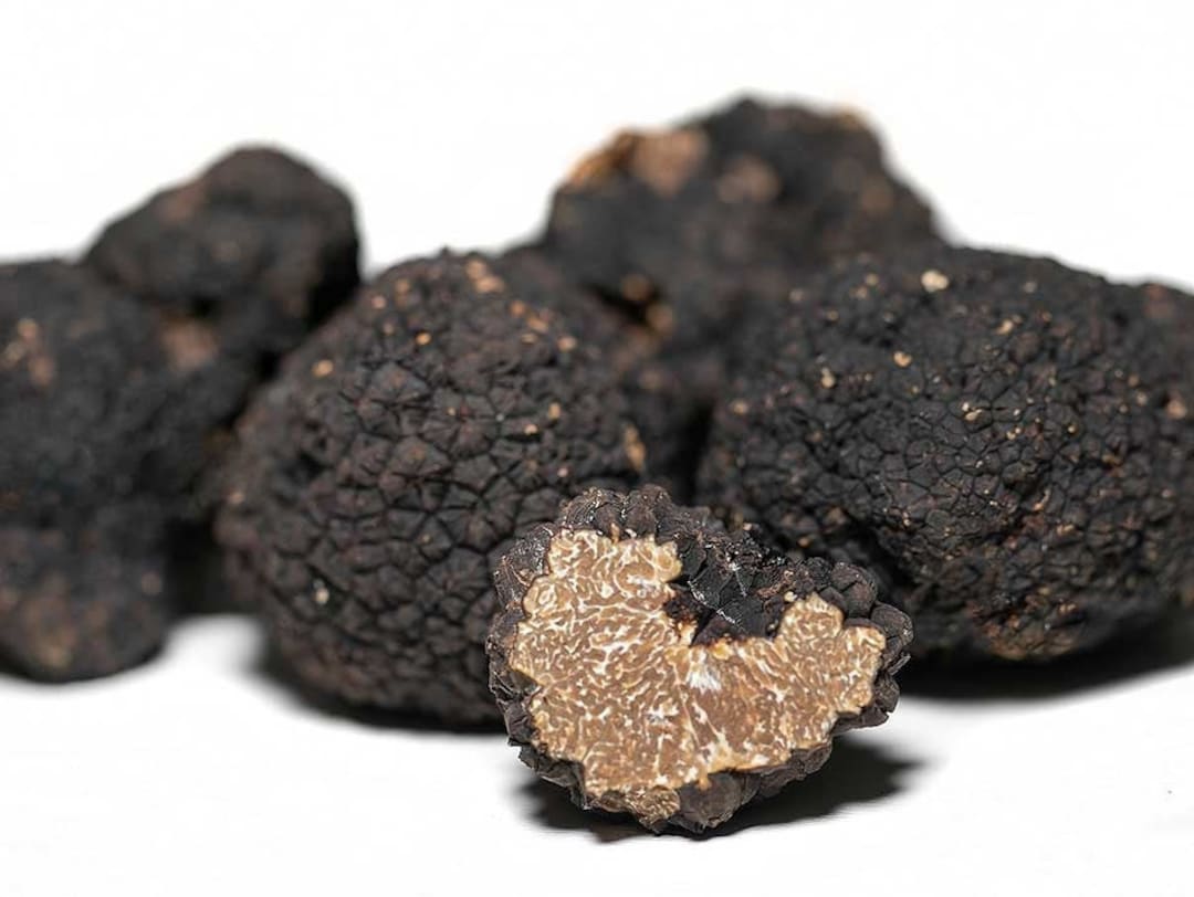 Best Black Autumn Truffle uncinatum - Etsy