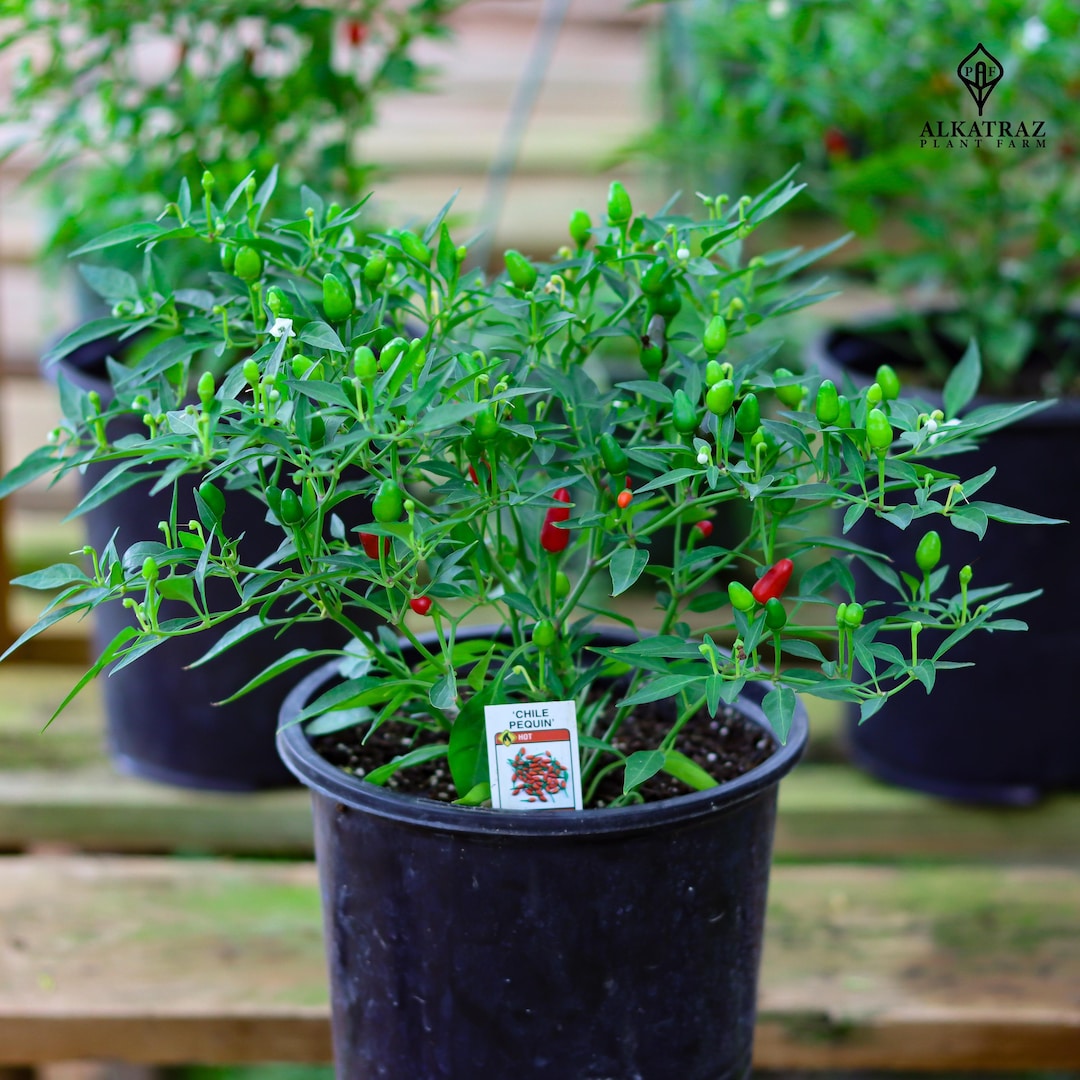 Chile Pequin Pepper Plant | Chile Piquin | Hot Pepper | 1-gallon ...