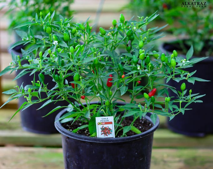 Chile Pequin Pepper Plant | Chile Piquin | Hot Pepper | 1-gallon ...
