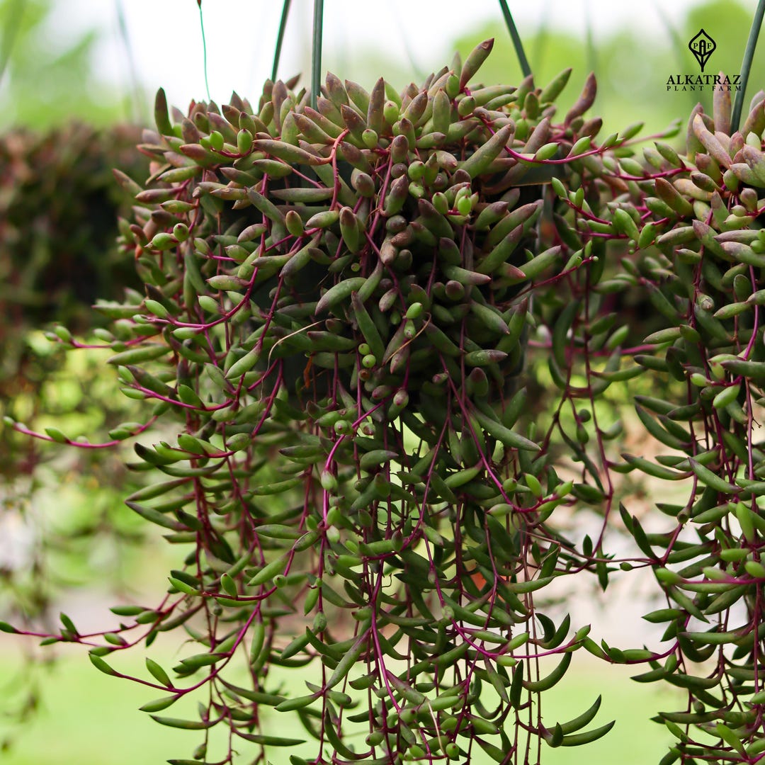 String of Pickles rubys Necklace, 6 Hanging Basket Live Plant Trailing ...