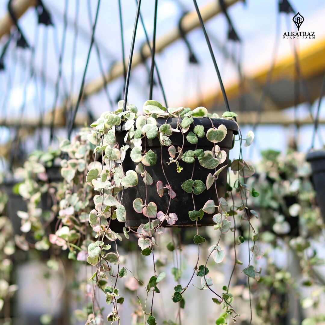 String of Hearts, Variegated | 6” Hanging Basket| Ceropegia Woodii ...