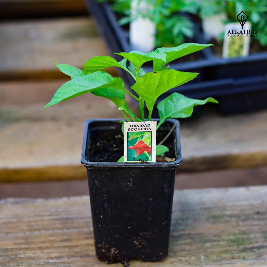 Trinidad Scorpion Pepper | Hot Pepper | 4” Nursery Pot | Live Plant - Etsy