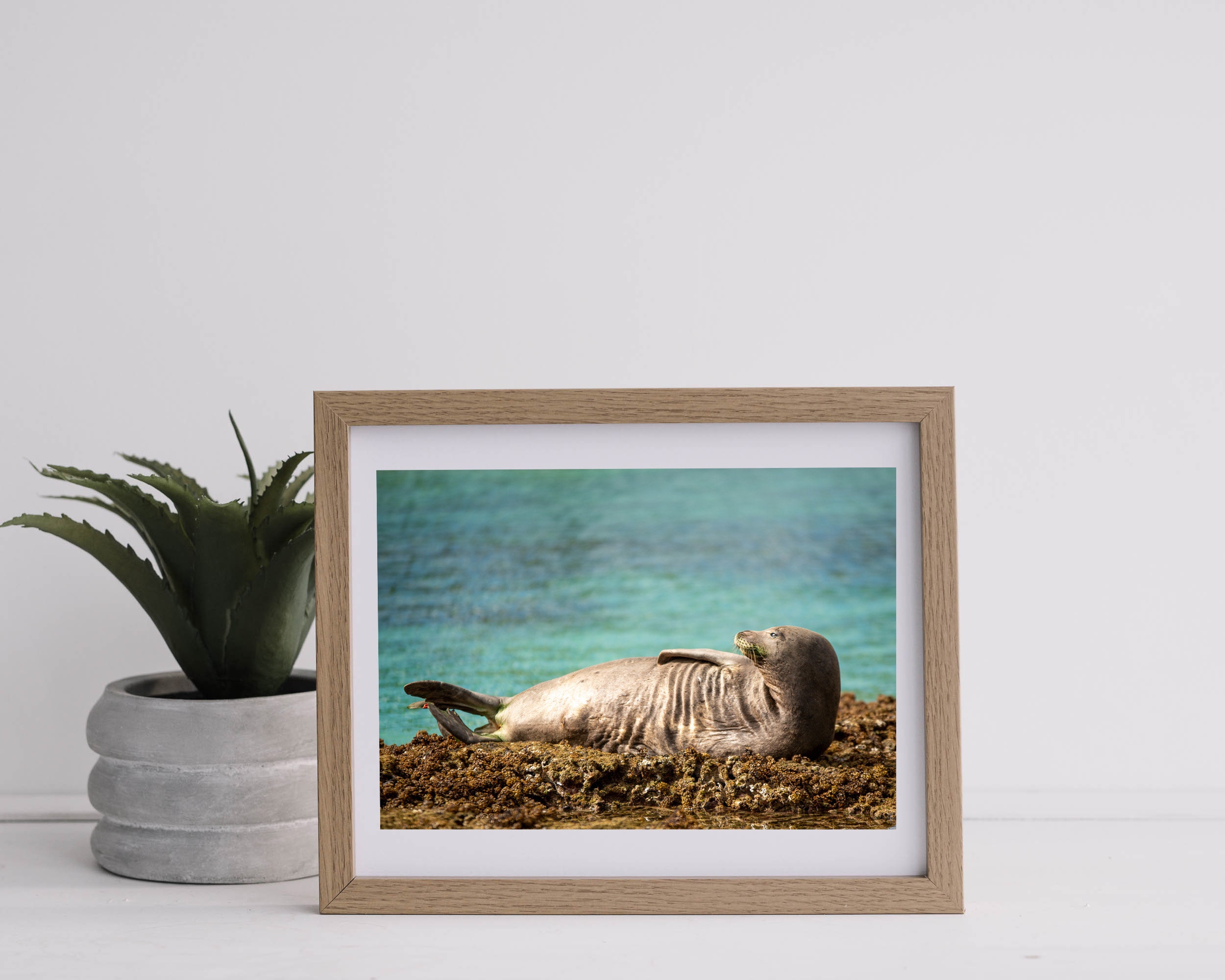 Sea Lion Basking in the Sun in Hawaii : Photograph - Etsy