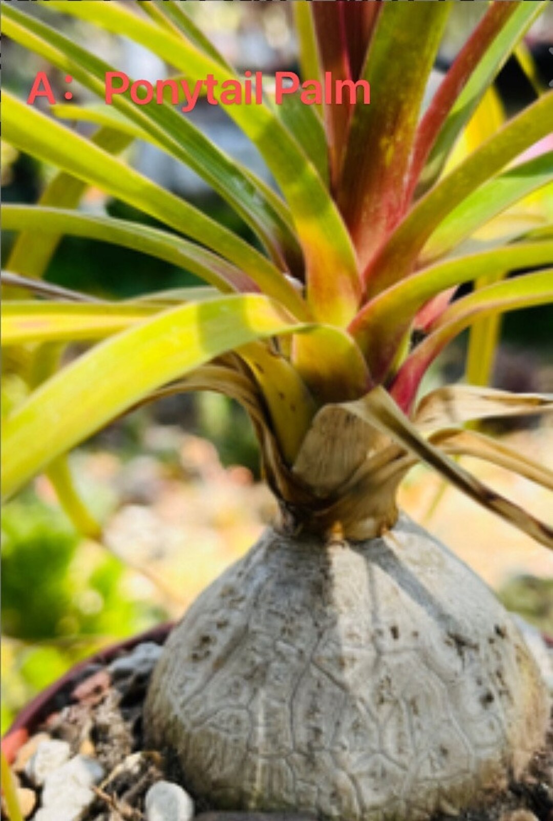 Rare Ponytail Palm 10” Live Rooted, Get 2 Free Succulents - Etsy