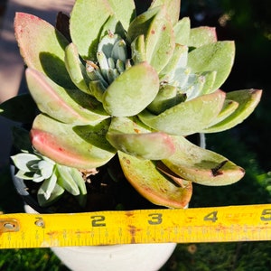 Rare Dudleya Farinosa Cluster Old Trunk Live Rooted Get 2 - Etsy