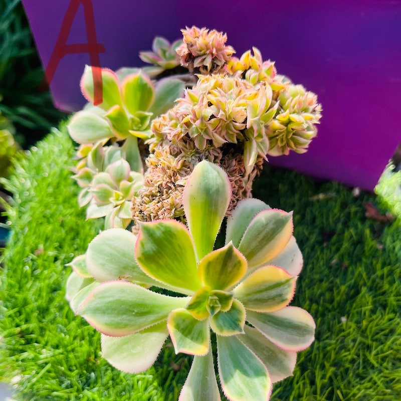 Crested Aeonium - Etsy