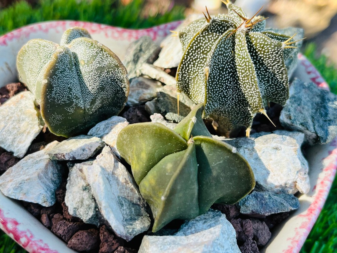 3 Rare Korean Cactus Super Cute Live Rooted, Get 2 Free Succulents - Etsy