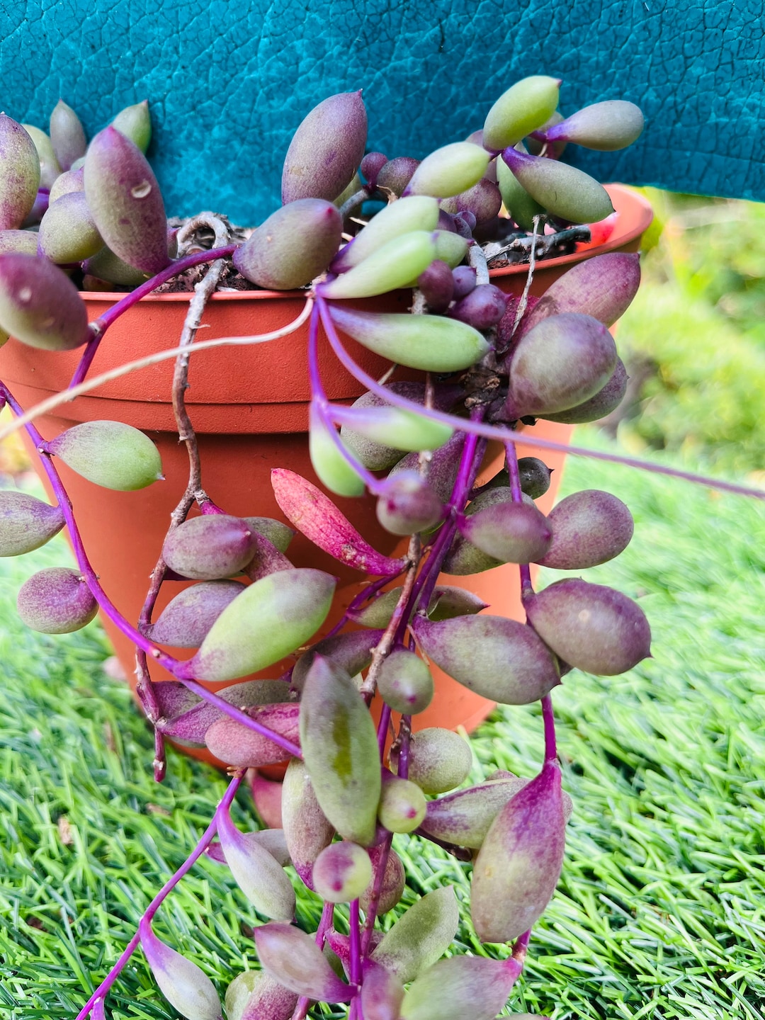 4” String of Ruby Necklace | Live Succulent| String Plant - Etsy