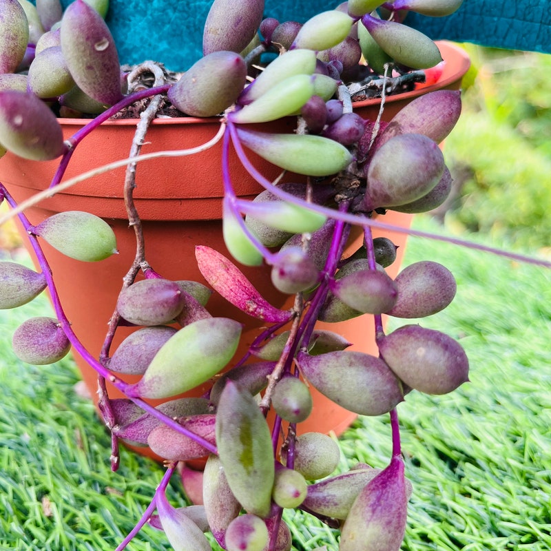 String of Ruby Plant - Etsy