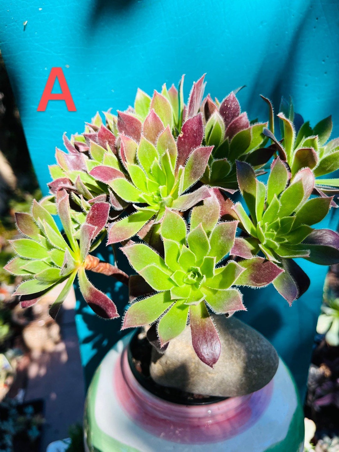 Rare Holding Aeonium ‘phoenix Flame’ Old Trunk, 15-17 Heads Bonsai Tree ...