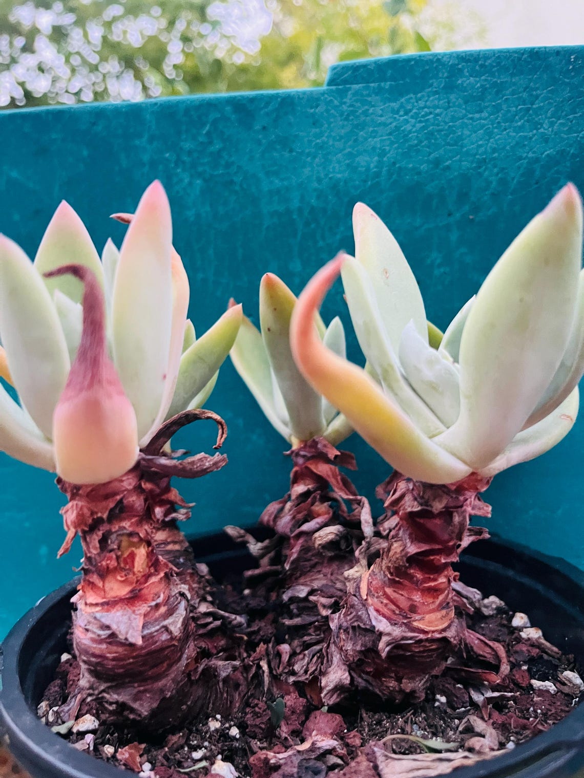 Rare Dudleya Farinosa Cluster Old Trunk Live Rooted 8”! Get 2 Free ...