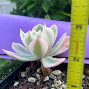 Rare Echeveria ’lenore Dean’ Variegated Live Rooted, Get 2 Free Succulents Cuttings - Etsy