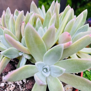 Rare Dudleya Farinosa Cluster Old Trunk Live Rooted 8 Get 2 Free ...